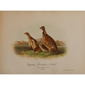 Edward Samuels - 3 prints of American birds 1868. These prints are from ...