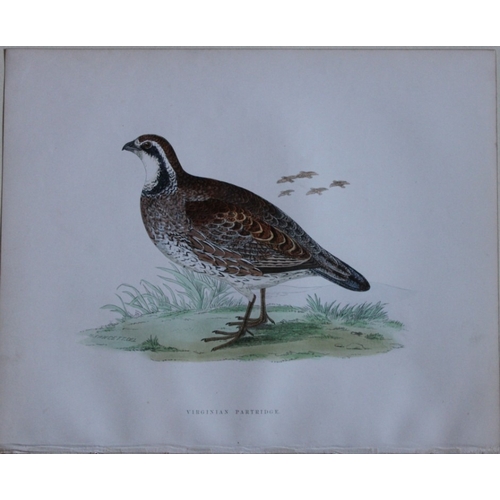 Beverley Morris - 2 Lithographs of Ptarmigan and Virginian Partridge ...
