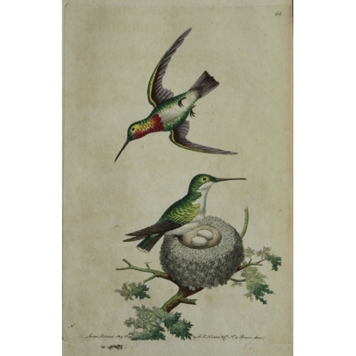 Frederick Nodder - Red-throated Hummingbird 1790. This beautiful copper ...