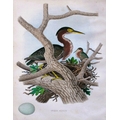 Thomas Gentry - Green Heron by Edwin Sheppard 1882. This beautifully ...