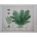 James Britten - 4 chromolithographs of European ferns 1879. These ...
