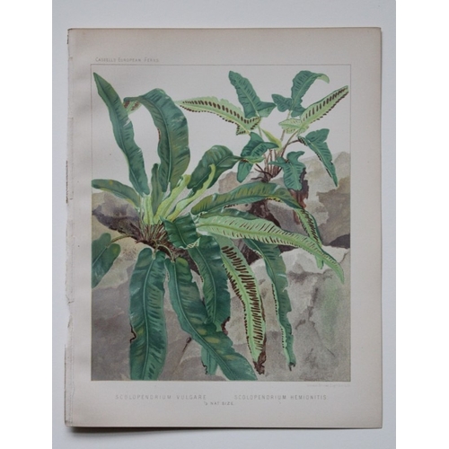 James Britten - 4 chromolithographs of European ferns 1879. These ...