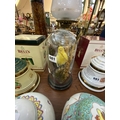 A stuffed linnet in a glass dome