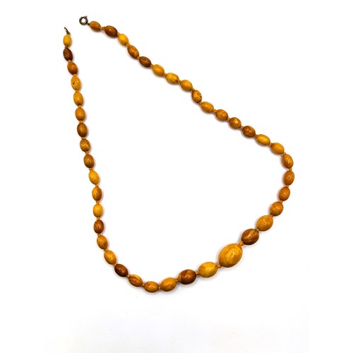 A graduated ovoid beads of honey amber necklace 66cm.