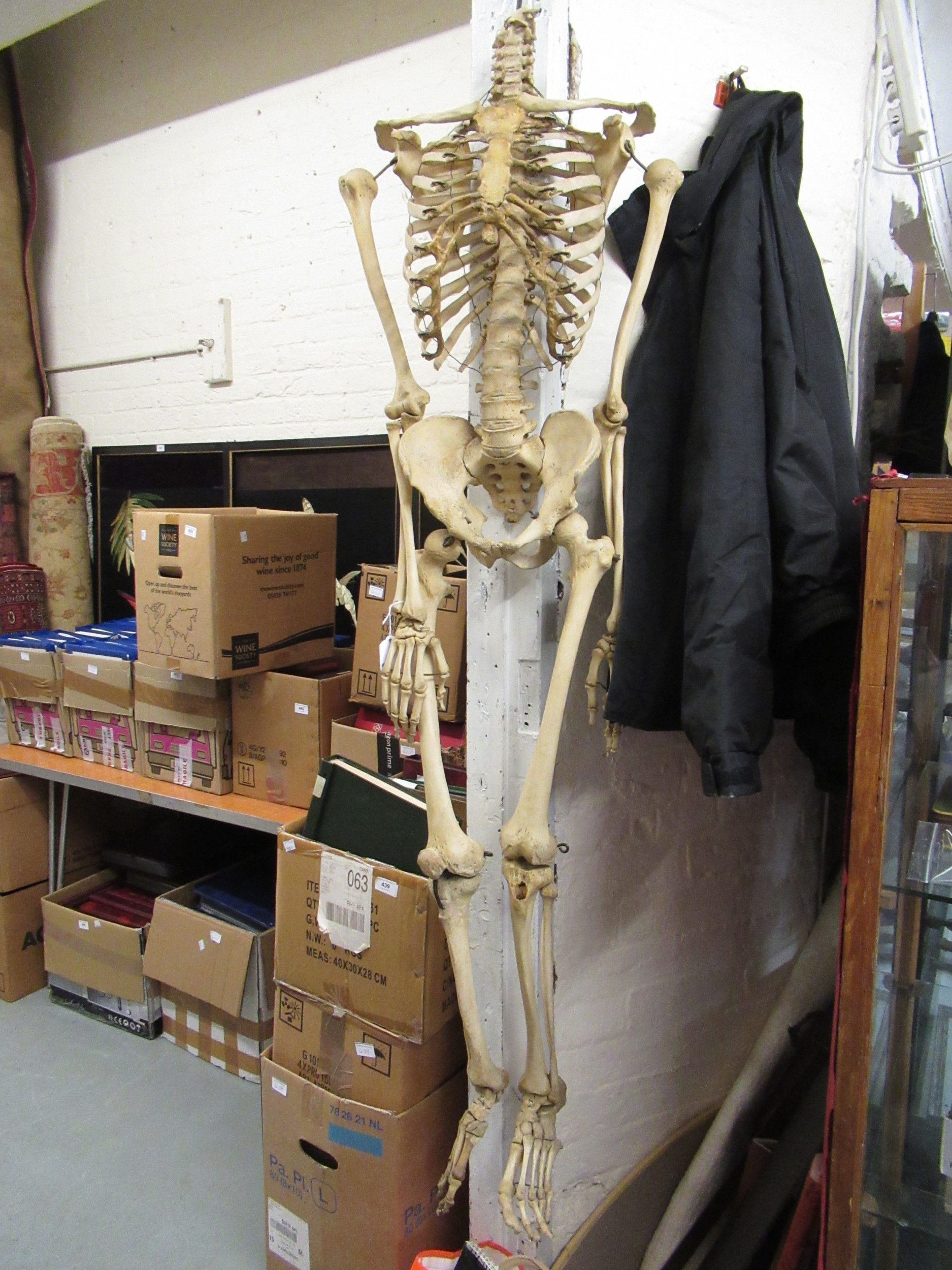 Early 20th Century medical training aid, human skeleton and the ...