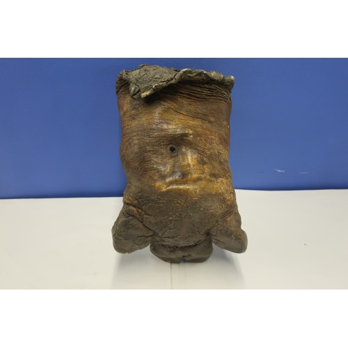 Late Victorian taxidermy hippos four toed foot