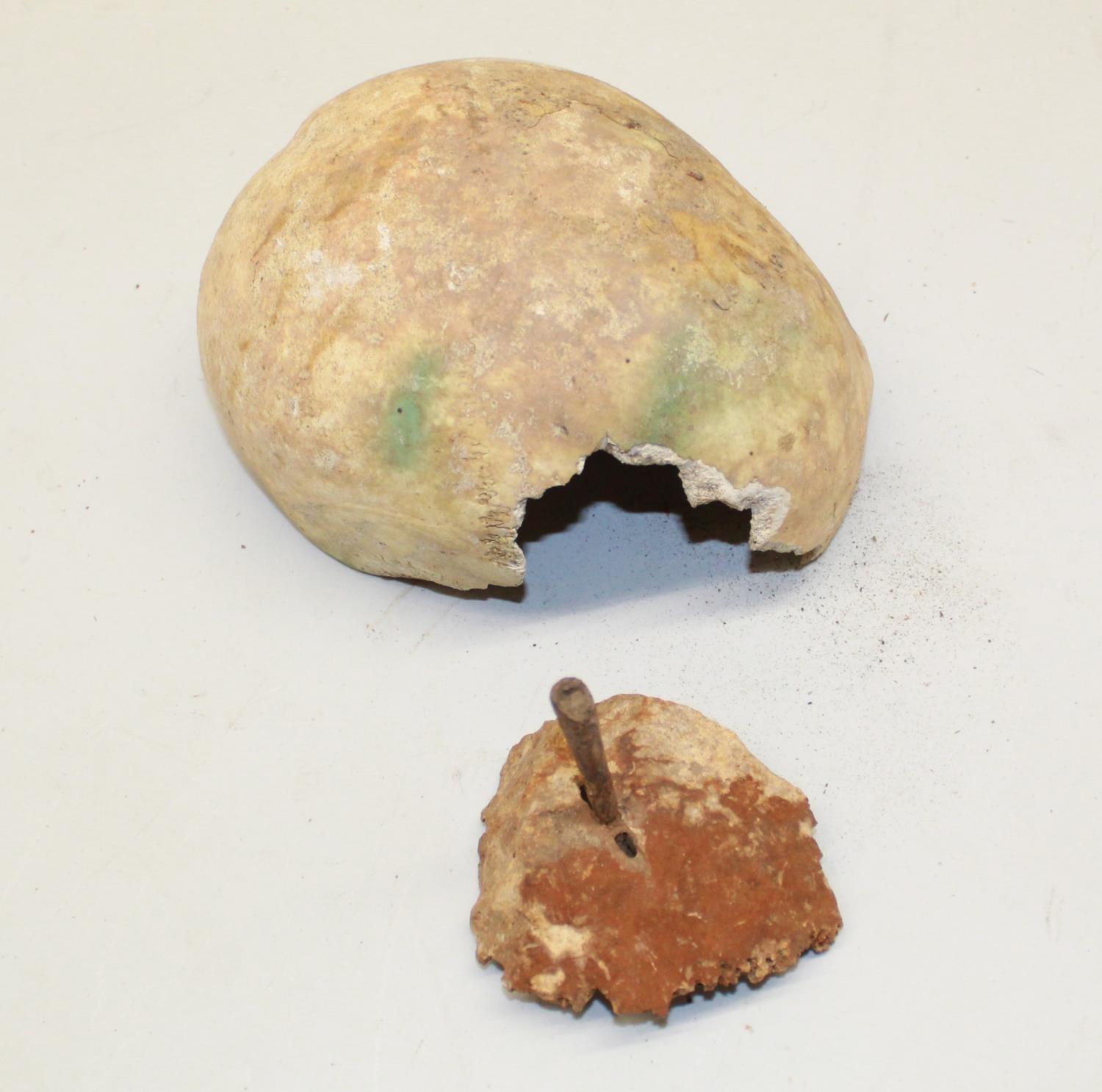 Two sections of ancient human skull, one with a protruding arrowhead ...