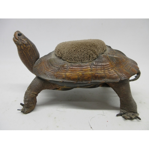 Victorian (Malaclemys Terrapin) diamondback terrapin/freshwater turtle ...
