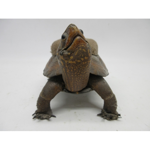 Victorian (Malaclemys Terrapin) diamondback terrapin/freshwater turtle ...