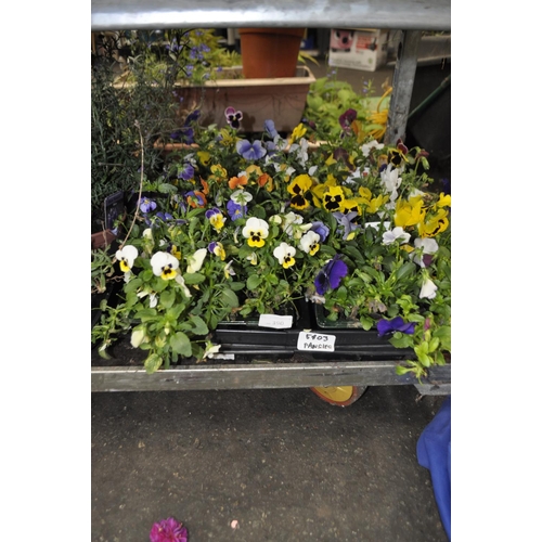 LARGE TRAY OF MIXED POTTED PANSIES