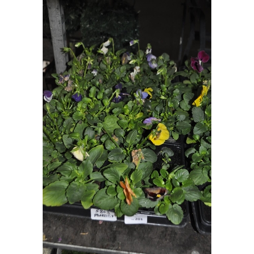 TRAY OF 36 MIXED PANSIES