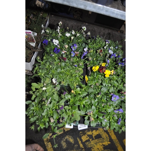 TRAY OF PANSIES