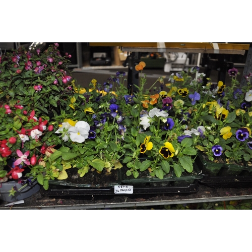 LARGE TRAY OF 36 PANSIES