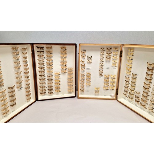 Collection of pinned moths in two wooden cases