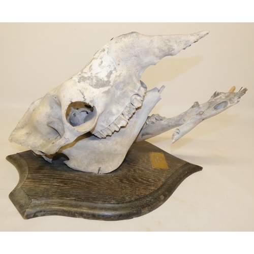 Skulls/Anatomy - Bactrian camel skull (camelus bacrtrianus), c. early ...