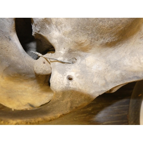 Skulls/Anatomy - Bactrian camel skull (camelus bacrtrianus), c. early ...