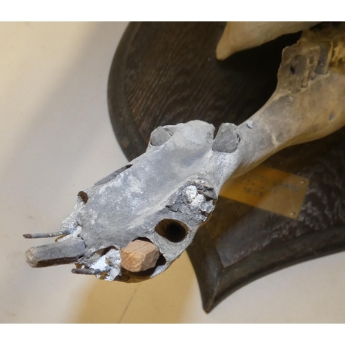 Skulls/Anatomy - Bactrian camel skull (camelus bacrtrianus), c. early ...