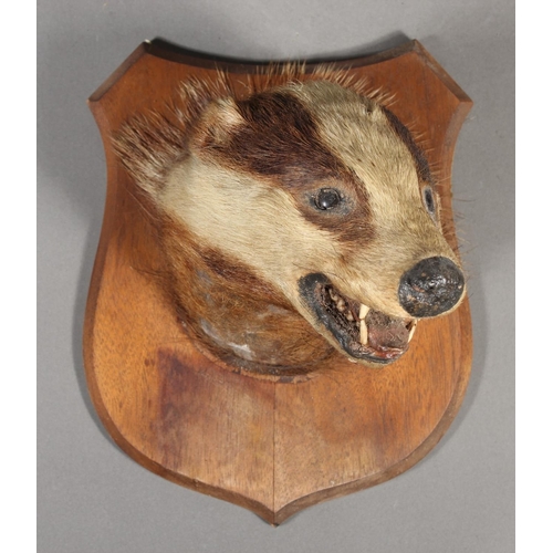 Taxidermy badger mask mounted on wooden shield shaped plaque, pre 1947 ...