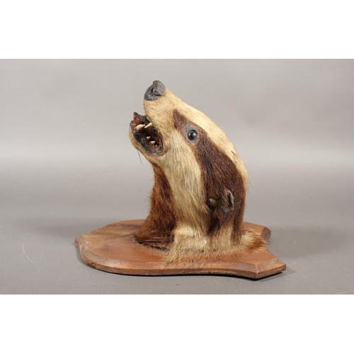 Taxidermy badger mask mounted on wooden shield shaped plaque, pre 1947 ...