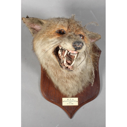 Taxidermy interest, a fox mask mounted on shield, with plaque 'BDH ...