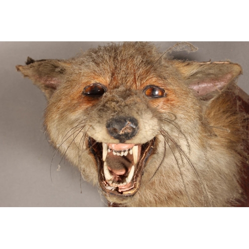 Taxidermy interest, a fox mask mounted on shield, with plaque 'BDH ...