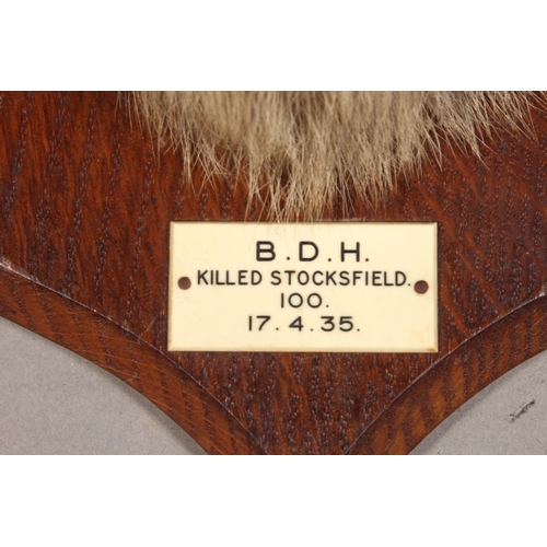 Taxidermy interest, a fox mask mounted on shield, with plaque 'BDH ...