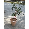 An oleanda shrub in pot