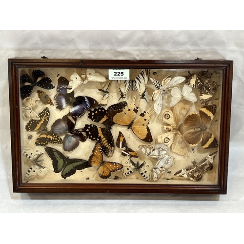 A Victorian collection of butterflies in a mahogany case. 16in wide