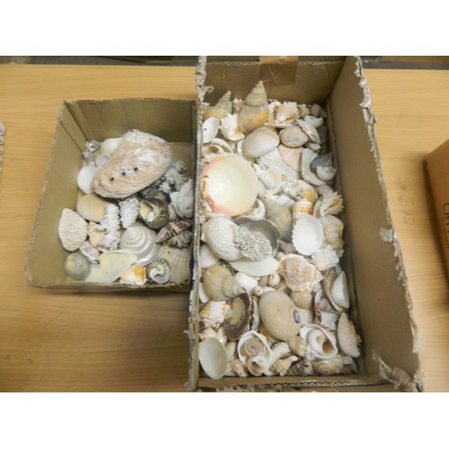 2 boxes of sea shells, coral etc.