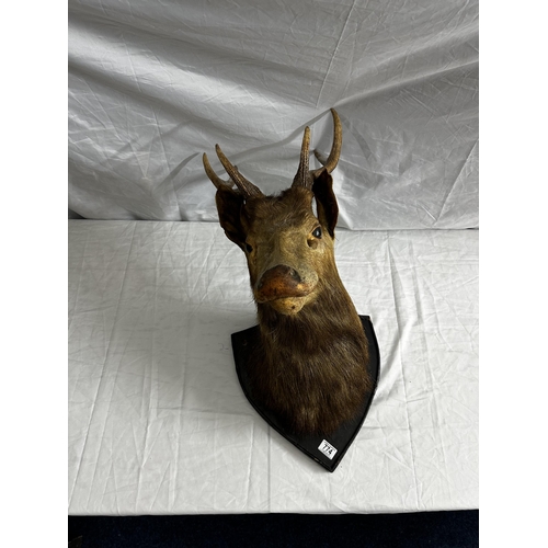 Shield Mounted Stags Head Taxidermy