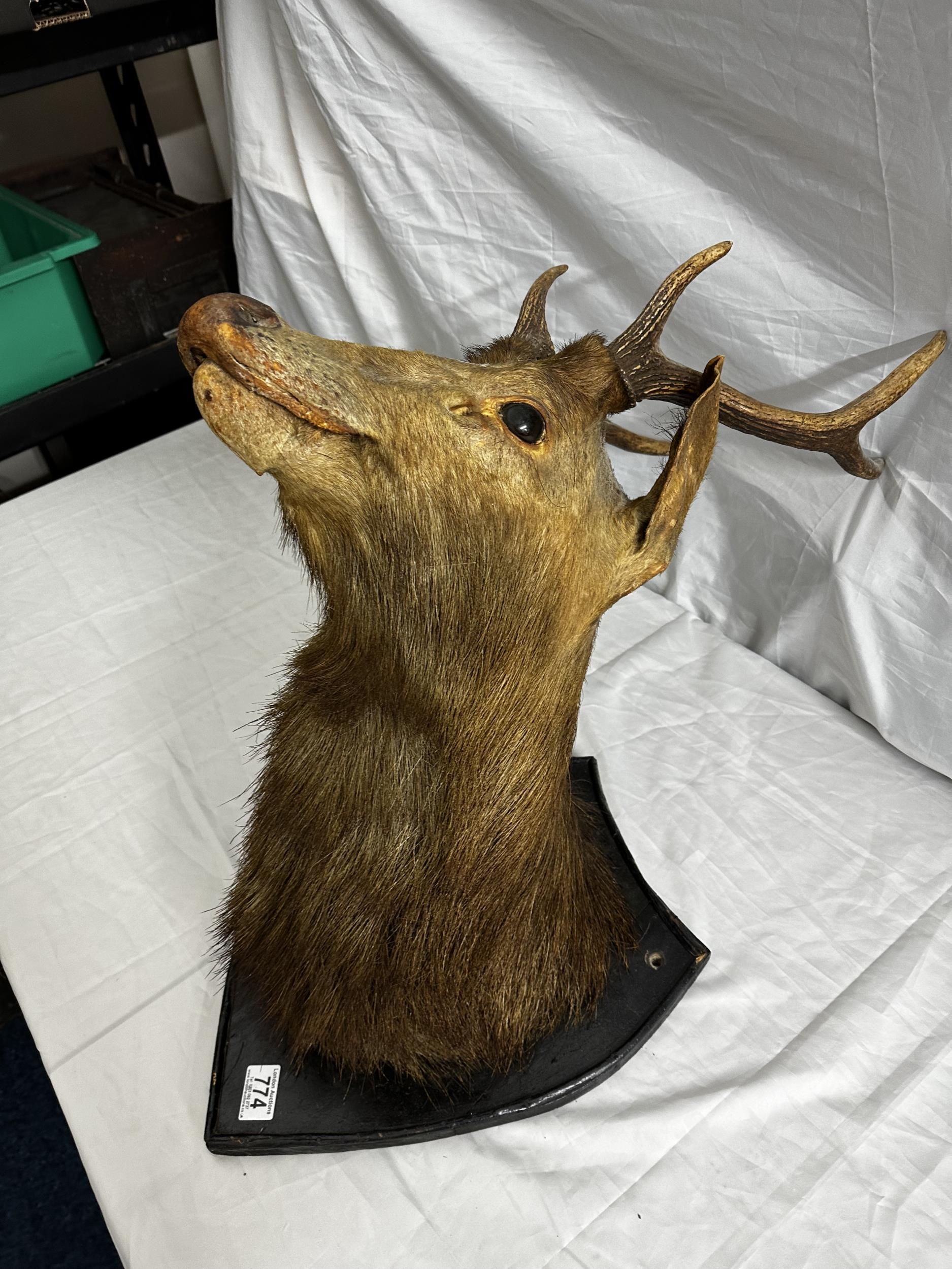 Shield Mounted Stags Head Taxidermy