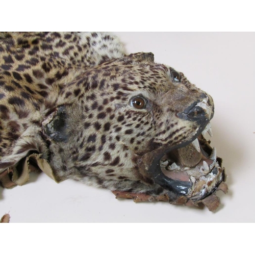 A taxidermy Cheetah skin rug with head and tail, from tip of nose to ...