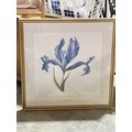 Grainne Cuffe. A signed Etching. Titled “Blue Iris” commissioned by ...